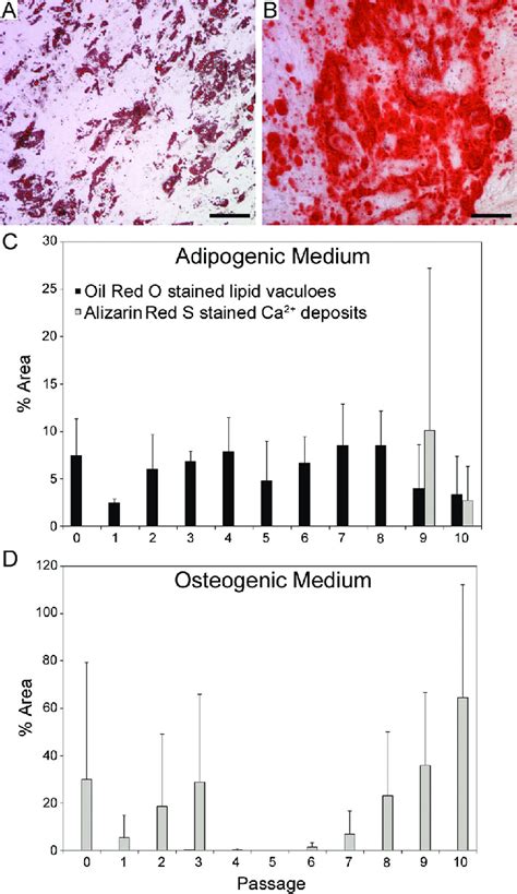 Adipose Derived Human Mesenchymal Stem Cells Hmscs Undergo
