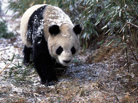 unique wallpaper amazing pandas