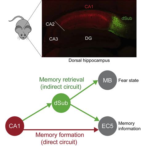 Distinct Neural Circuits For The Formation And Retrieval Of Episodic
