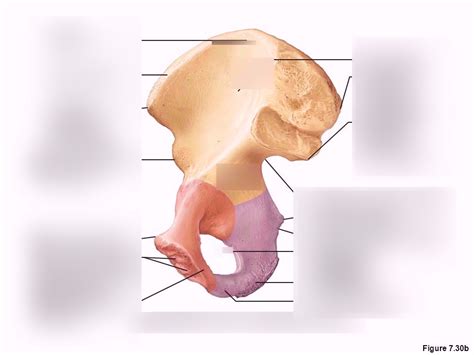The Right Coxal Bone Medial View Part2 Diagram Quizlet