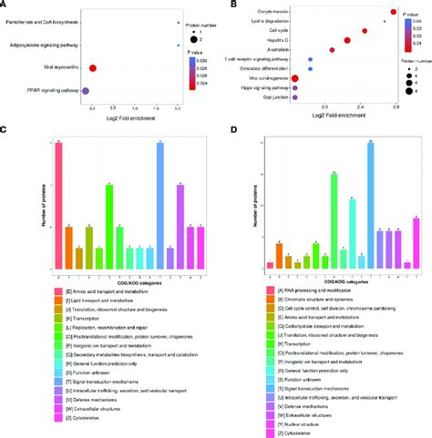 Quantitative Proteomics And Kegg Pathway Enrichment A