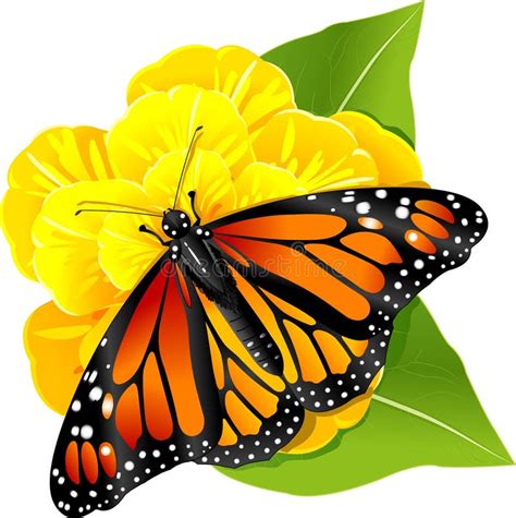 Monarch Butterfly Flower Stock Illustrations 5 532 Monarch Butterfly