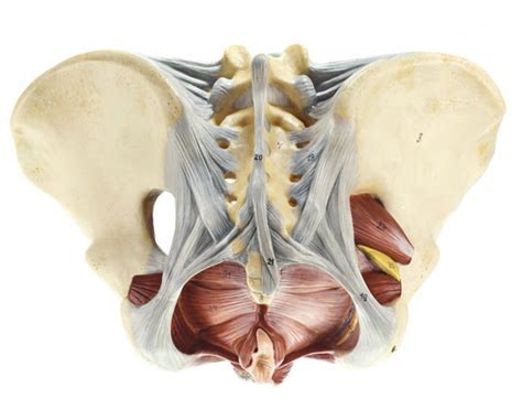 Ms10 Female Pelvic Floor