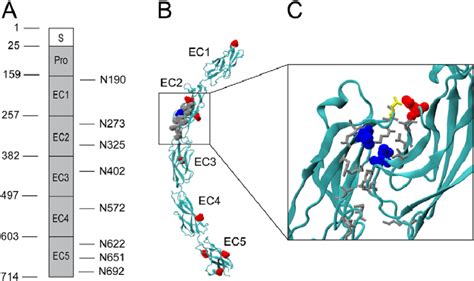 Extracellular Domain And Molecular Structure Of N Cadherin A