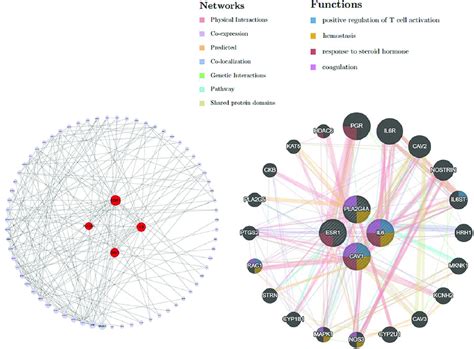 Protein Protein Interaction Ppi Network Construction And Hub Gene