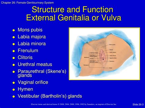 Ppt Assessment Of The Female Genitourinary System Powerpoint