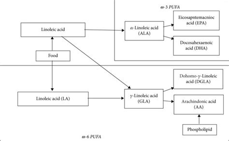 Classification Of Polyunsaturated Fatty Acids Download Scientific