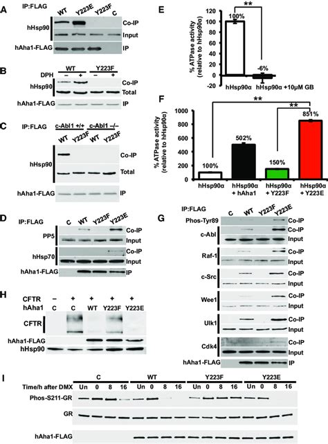 Tyrosine Phosphorylation Of Haha1 Is Essential For Binding To Hsp90 A