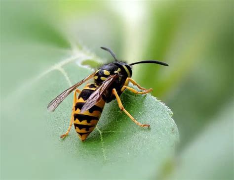 10 Stinging Wasp Facts About These Fascinating Insects