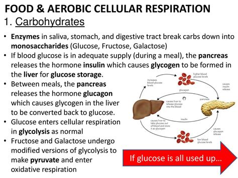 Cells Need Energy To Live Ppt Download