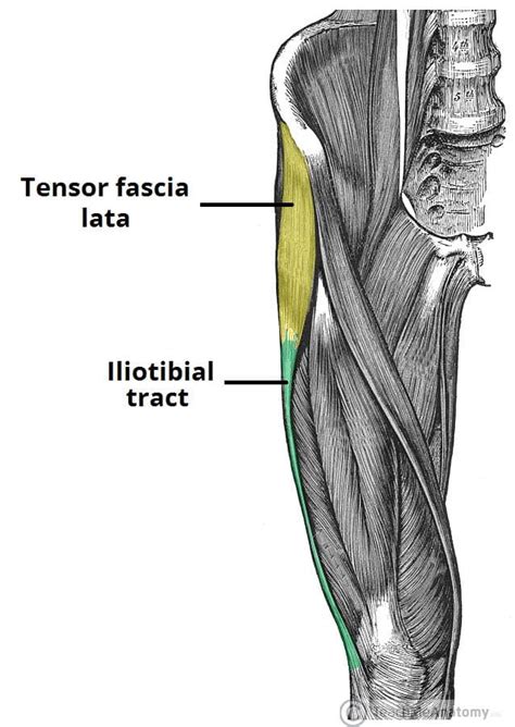 The Fascia Lata Structure Iliotibial Tract Teachmeana