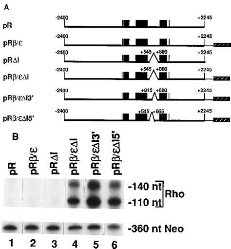 A Schematic Illustrations Of The Constructs Used In This Rnase