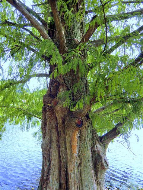 Bald Cypress Dawn Redwood Photograph By Mindy Newman