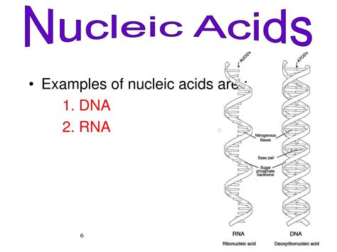 Nucleic Acids Examples