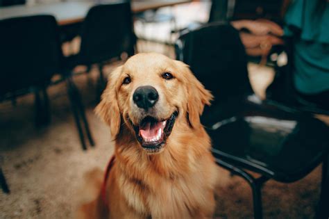 Día Del Perro ¿por Qué Se Celebra El 26 De Agosto