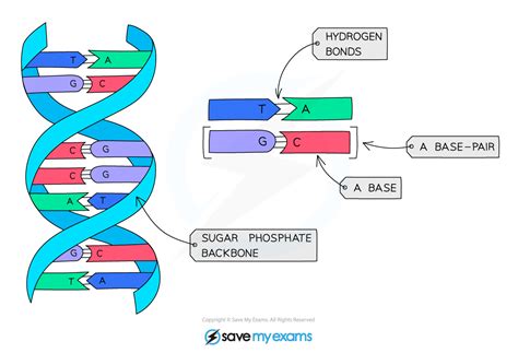 Dna Structure Extended Cie Igcse Biology Revision Notes 2023