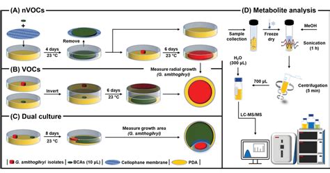 Schematic Representation Of The Experimental Procedures Performed To