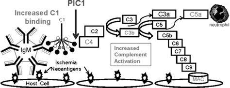 Model Of Antibody Initiated Complement Activation In Ischemia