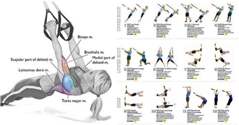 Suspension Strap Workout At Brandy Whitt Blog
