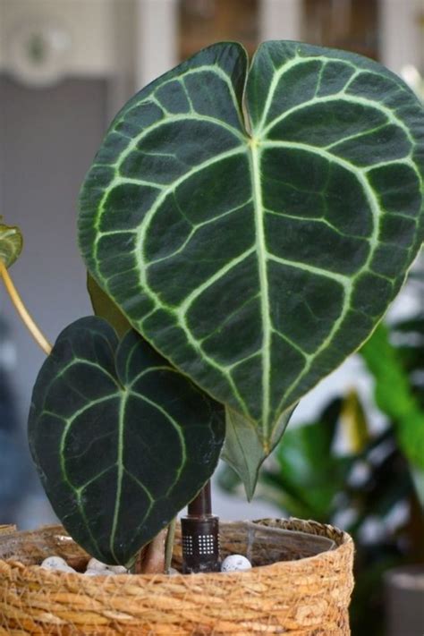 Anthurium Plant Care Guide Artofit