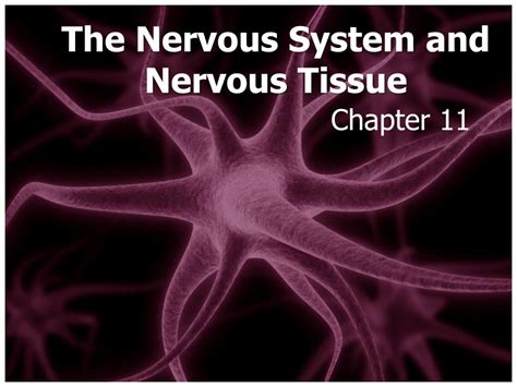 Ppt The Nervous System And Nervous Tissue Powerpoint Presentation