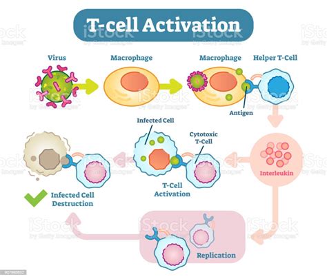 T Lymphocytes Diagram