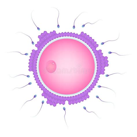 Human Fertilization Process Poster Stock Illustrations 69 Human