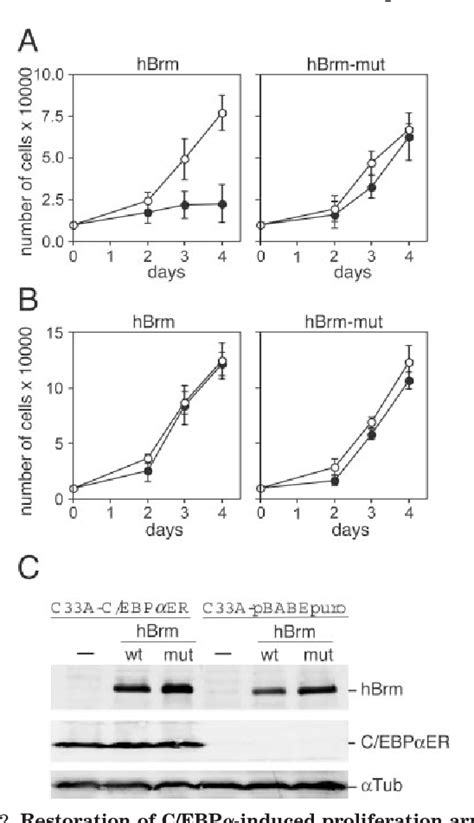 Figure 2 From The Ccaat Enhancer Binding Protein α C Ebpα Requires A