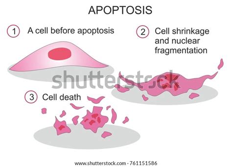 Apoptosis Programmed Cell Death Regulated Process Stock Illustration