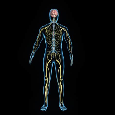 nerve regeneration after radical prostatectomy santis private