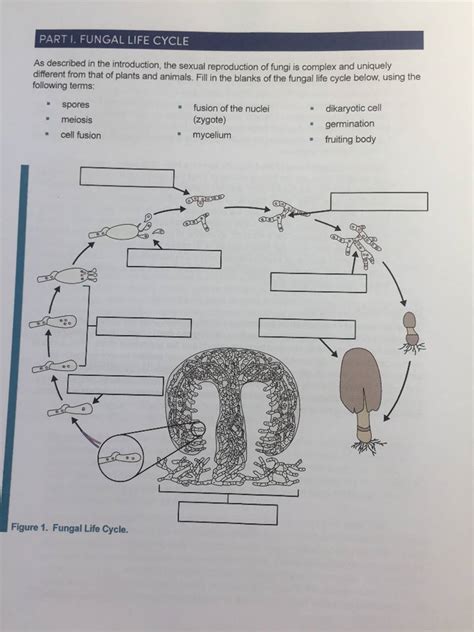 Get Answer Fungal Life Cycle As Described In The Introduction The