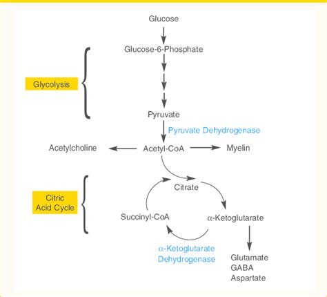 The Thiamine Dependent Enzymes Pyruvate Dehydrogenase Pdh And