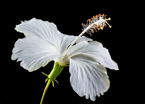 Hibiscus Sex Benefits Including Hibiscus Tea Eat Something Sexy