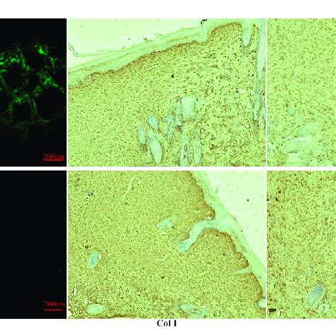 Fluorescence Observation In Frozen Sections And Immunohistochemical