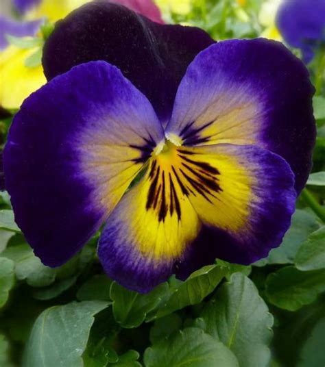 Pansies Flowers Rare Flowers Amazing Flowers Planting Flowers