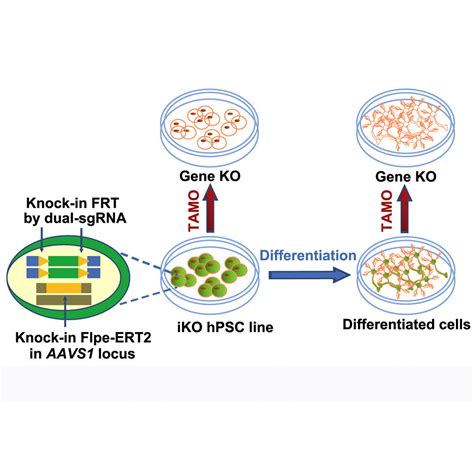 Engineering Human Stem Cell Lines With Inducible Gene Knockout Using