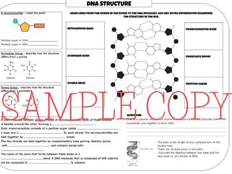 Dna Structure And Replication A3 Worksheets With Qs And Activities