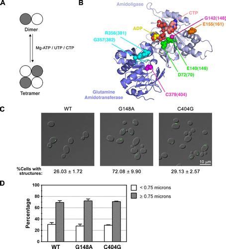 Common Regulatory Control Of Ctp Synthase Enzyme Activity And Filament