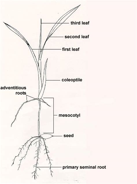 roots forage information system oregon state university