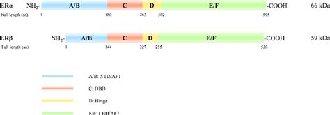 Structure Of Estrogen Receptors Ers Six Structural And Functional