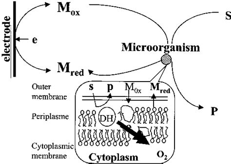 Figure 4 From Biosensors For Detection Of Pathogenic Bacteria