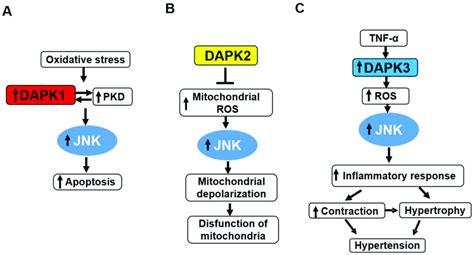 Interaction Between Dapk Proteins And C Jun N Terminal Kinase Jnk