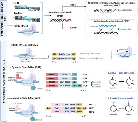 Frontiers Using Gene Editing Approaches To Fine Tune The Immune System