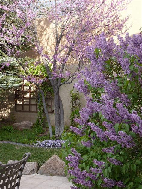 Stunning Purple Lilacs Garden Ideas Purple