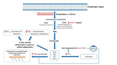 Blended Model Of Reproduction And Inflammation Arachidonic Acid