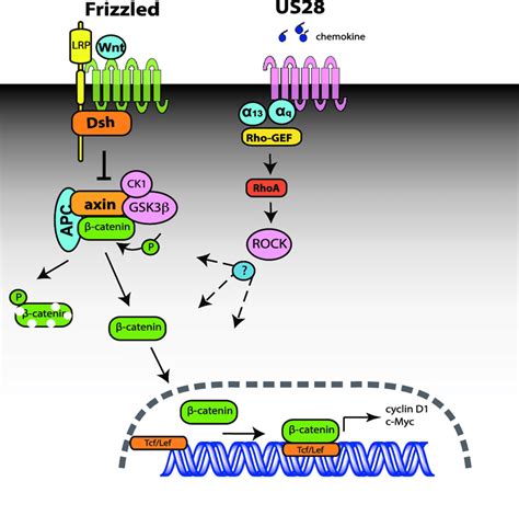 Schematic Representation Of The Classic Wnt Signaling Pathway And Model
