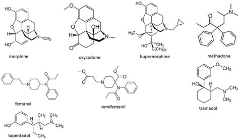 Frontiers Do All Opioid Drugs Share The Same Immunomodulatory