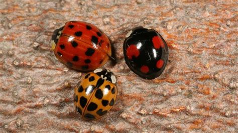 Ladybugs Vs Asian Beetles 4 Main Differences Garden Wisper
