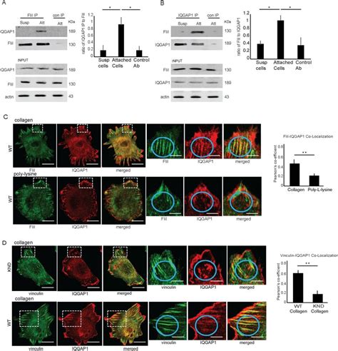 Association Of Flii With Iqgap1 And Effect Of Cell Adhesion To