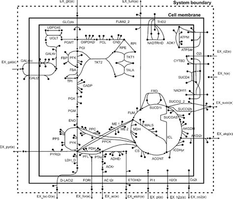 Diagrammatic Representation Of The Core Metabolic Network Of E Coli